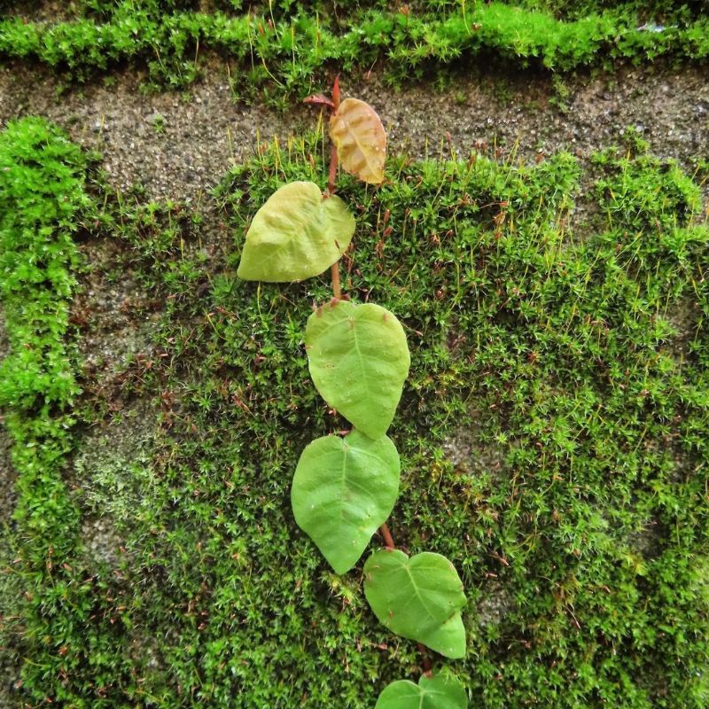 Jual Stek tanaman rambat dolar daun kecil/creeping fig (Ficus pumila ...