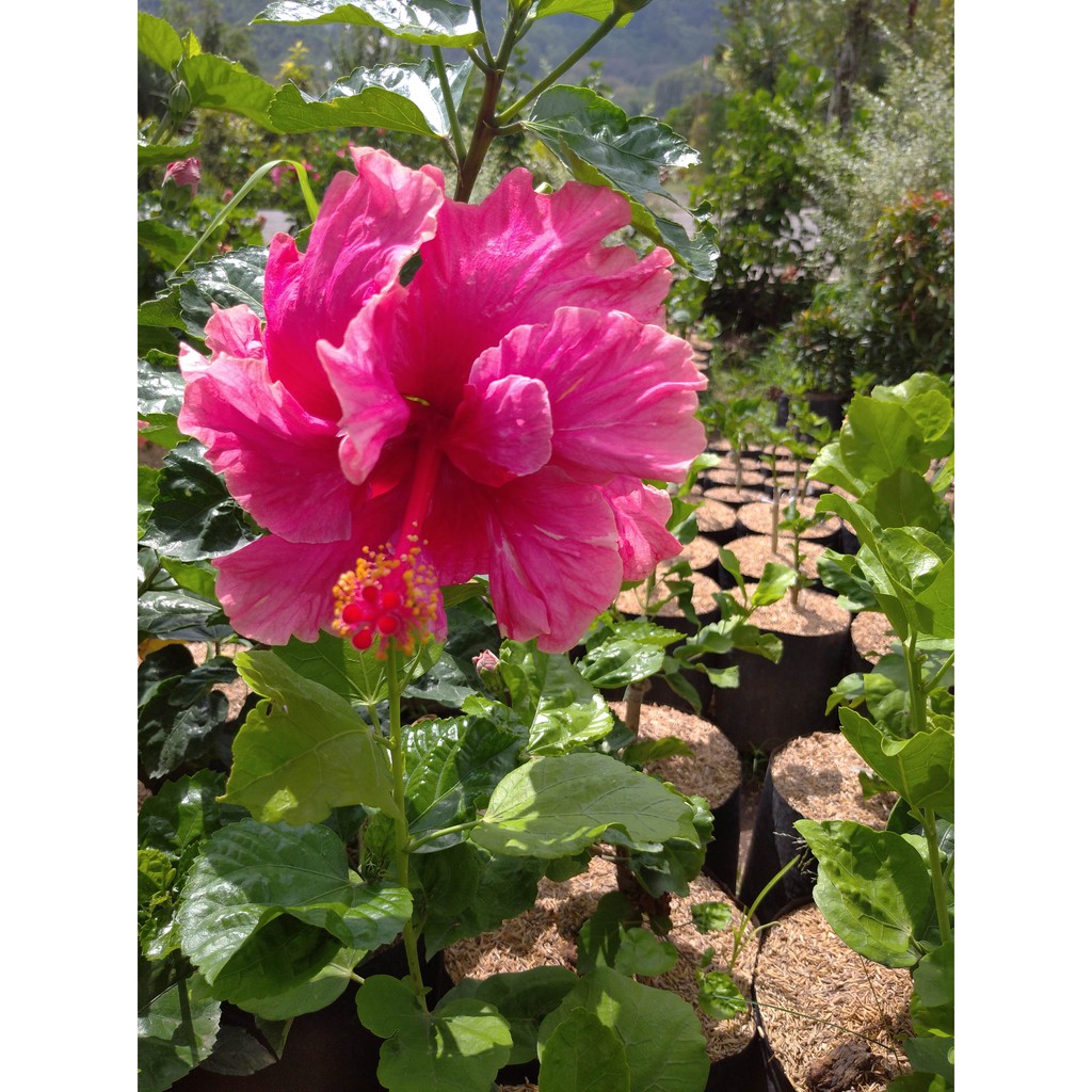 Jual Tanaman Hias Hibiscus Merah ~HIBISCUS~TANAMAN Hibiscus Rosa Sinensis minimal order 4 pohon ...