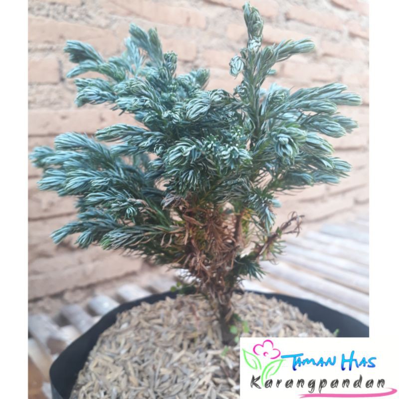 Jual Cemara Perak Tanaman Hias Bahan Bonsai | Shopee Indonesia