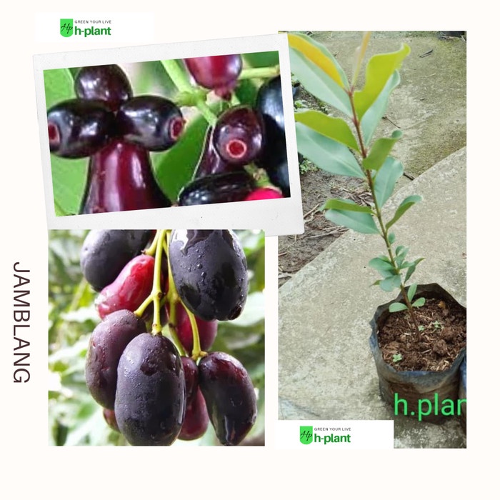 Jual obral bibit pohon buah jamblang/jambu kling/buah langka murah ...