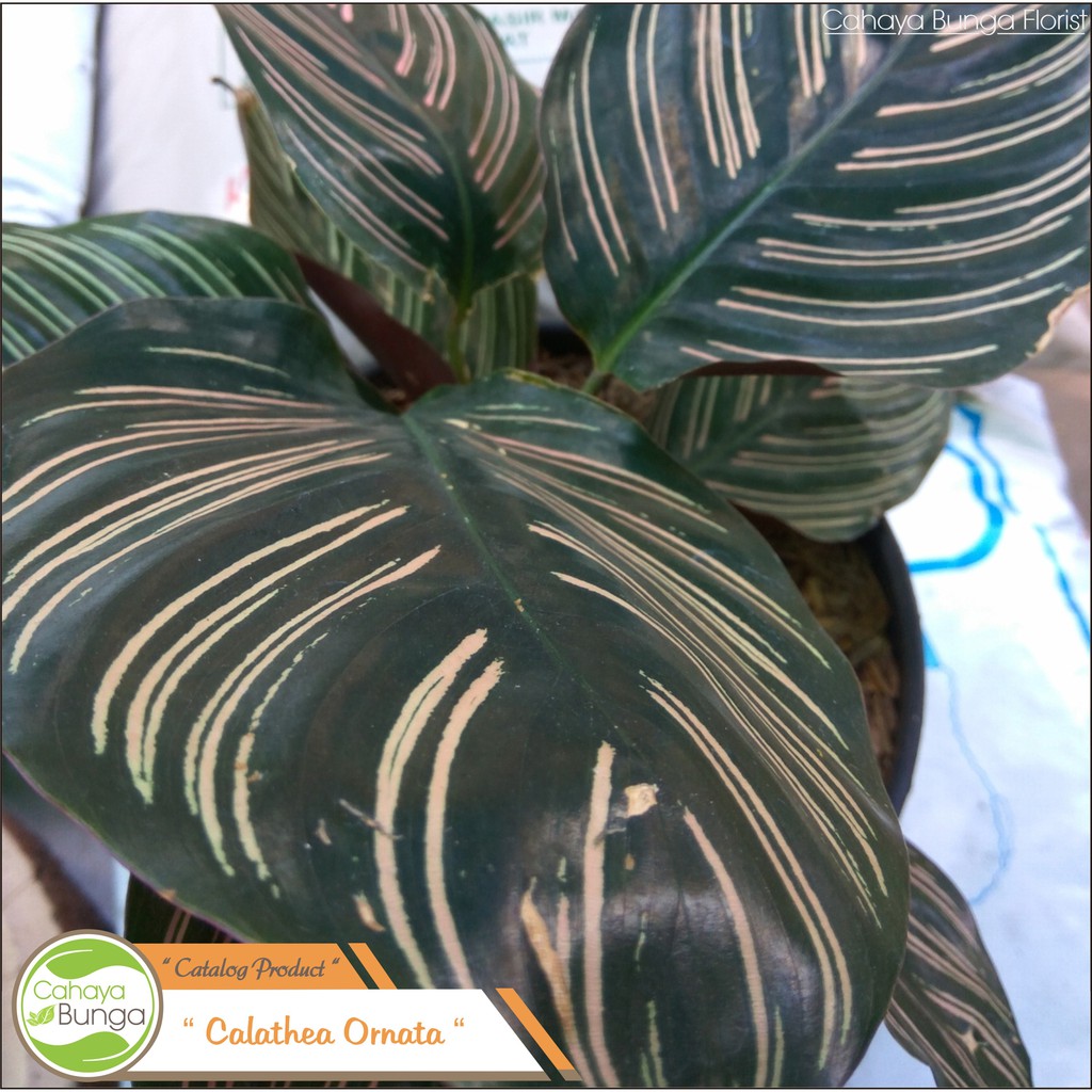 Jual Tanaman Hias Calathea Ornata I Calathea Suri I Calathea Sisir ...