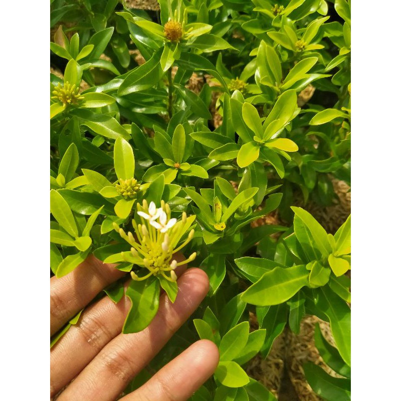 Jual Tanaman Hias Bunga Rombusa putih | Shopee Indonesia