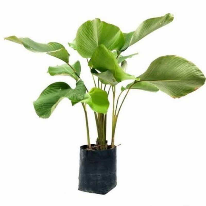 Jual Tanaman Hias Calathea Kalathea Pohon Pisang Kipas Lutea Daun