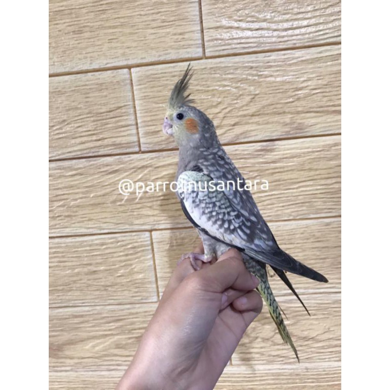Jual burung falk / parkit Australia jinak usia paud semi mandiri jinak ...