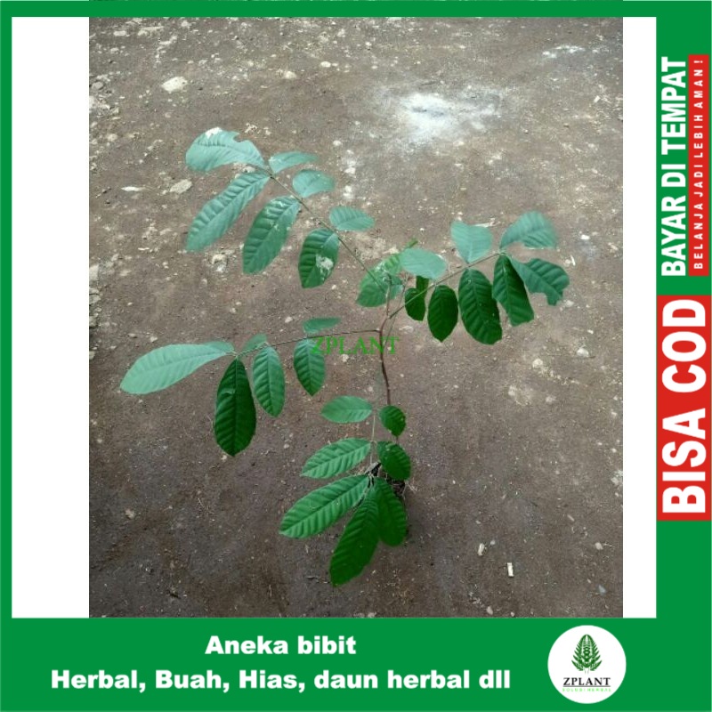 Jual Bibit Pohon Kayu Kamper 70 cm - Tanaman Beringin Cinnamomum ...