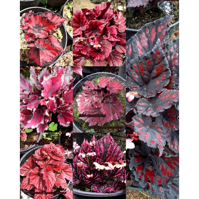 Jual 7 JENIS BEGONIA SULTAN RED JUMBO | Shopee Indonesia