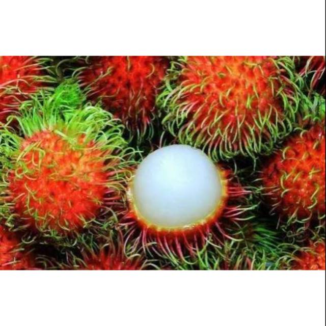 Jual Bibit tanaman rambutan binjai | Shopee Indonesia Jual Bibit tanaman rambutan binjai | Shopee Indonesia