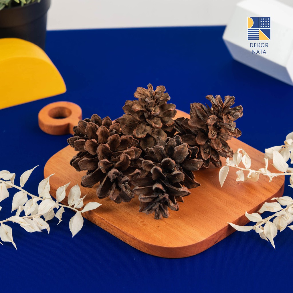 Jual Dekornata Buah Pinus Kecil / Bunga Pinus / Pinus / Rustic / Props ...