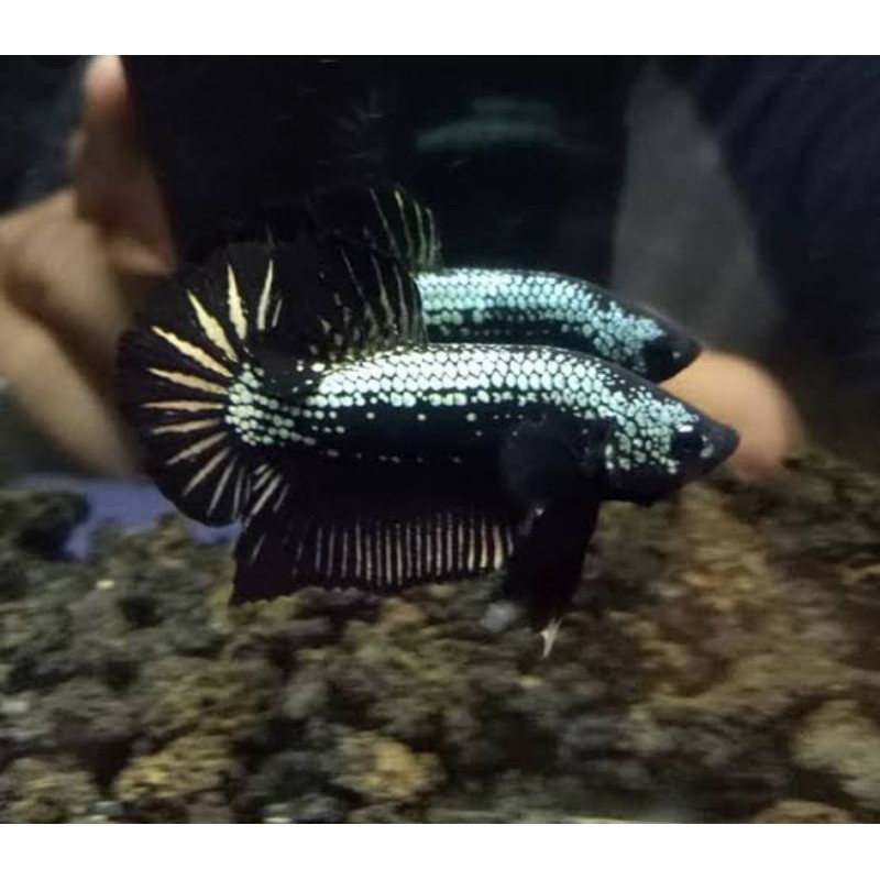 Jual ikan cupang black samurai | Shopee Indonesia