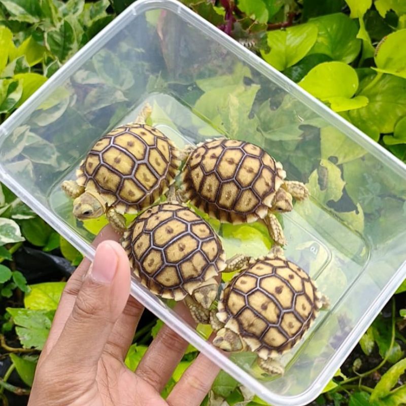 Jual Kura Darat Sulcata Tortoise Khusus Pengiriman Instan | Shopee ...