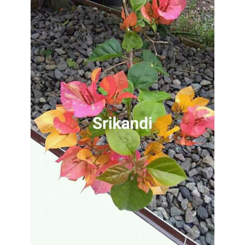 Jual NEW!!TANAMAN HIAS BUGENVIL BUNGA KERTAS//SRIKANDI | Shopee Indonesia