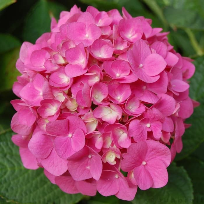 Jual Tanaman Hydrangea Forever Pink ( Bunga Hortensia ) | Shopee Indonesia