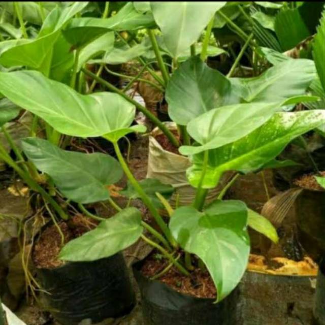 Jual TANAMAN PHILO MARBLE - PHILODENDRON MARBLE GIGANTIUM - POHON HIAS ...