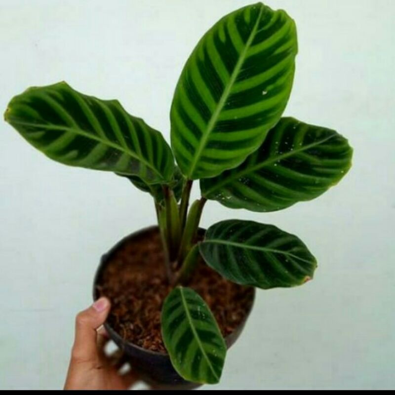 Jual tanaman-hias-calathea-zabrina/bibit tanaman hias calathea zebrina ...