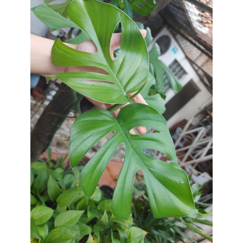 Jual Daun Monstera Asli Tanaman Hias Air Indoor Outdoor | Shopee Indonesia