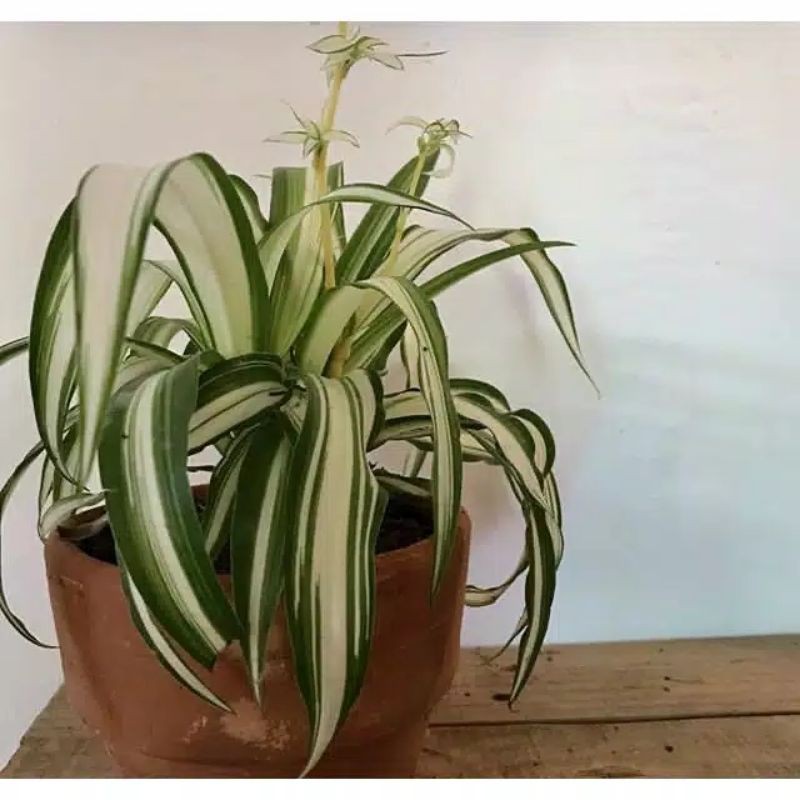 Jual Tanaman Hias Spider plant | Shopee Indonesia