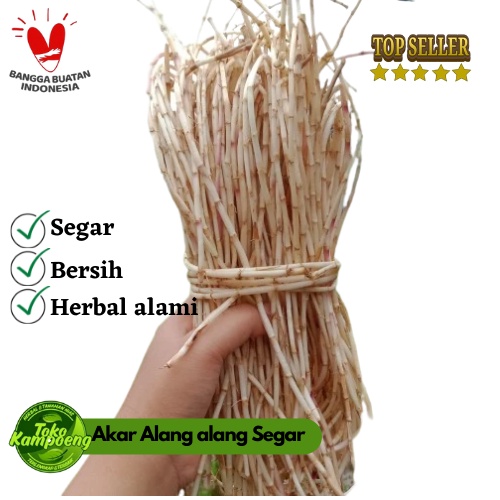 Jual Akar alang alang segar 500gram ( sudah bersih ) | Shopee Indonesia