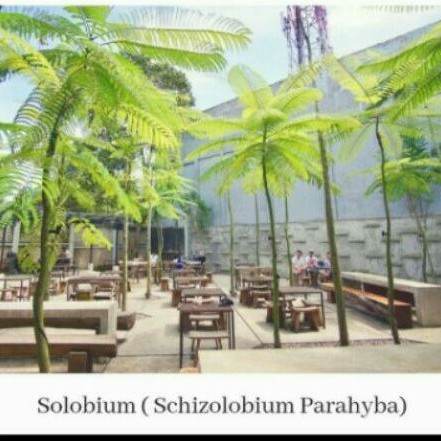 Jual Pohon hias sekali gus peneduh solodium pakis brazil | Shopee Indonesia