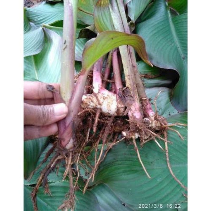 Jual Bibit Ganyong Merah Umbi Ganyong | Shopee Indonesia