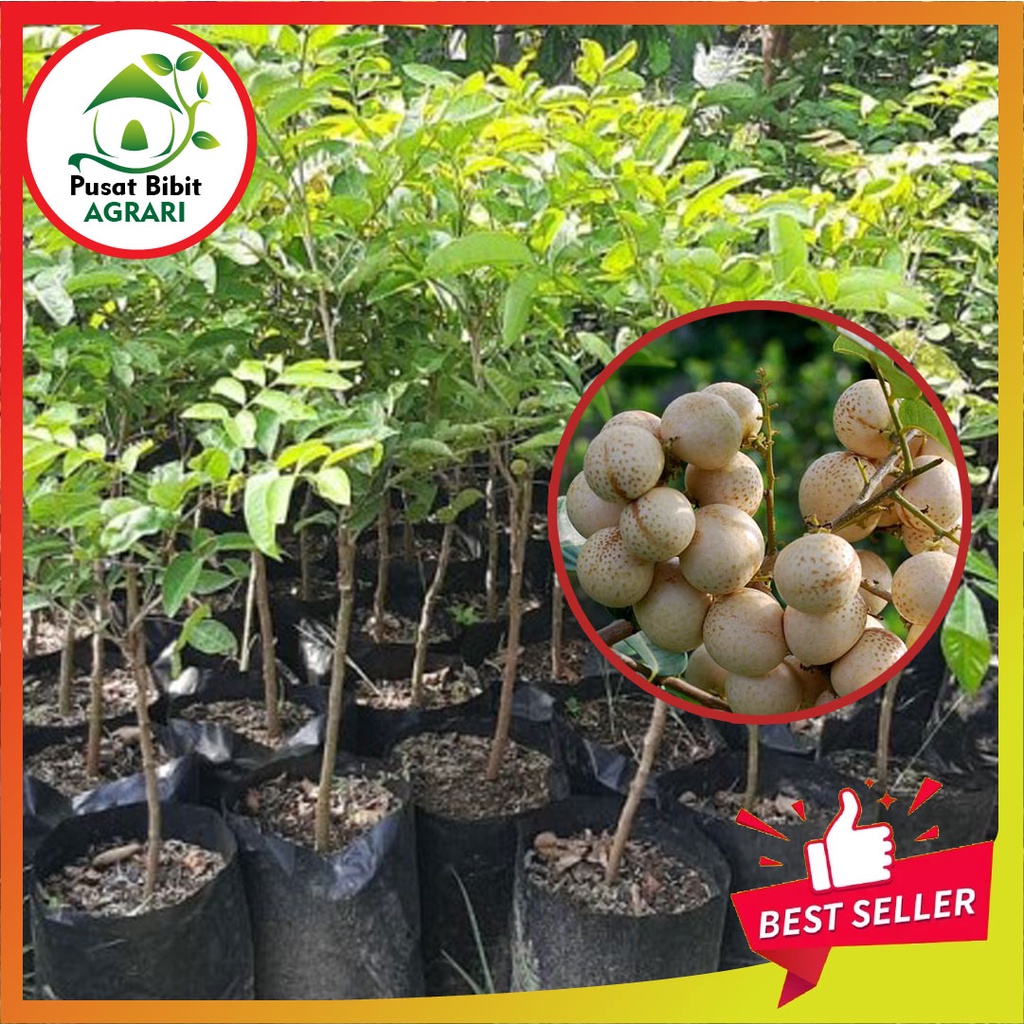 Jual Bibit Kelengkeng Matalada Asli Tanaman Buah Okulasi Super Unggul ...