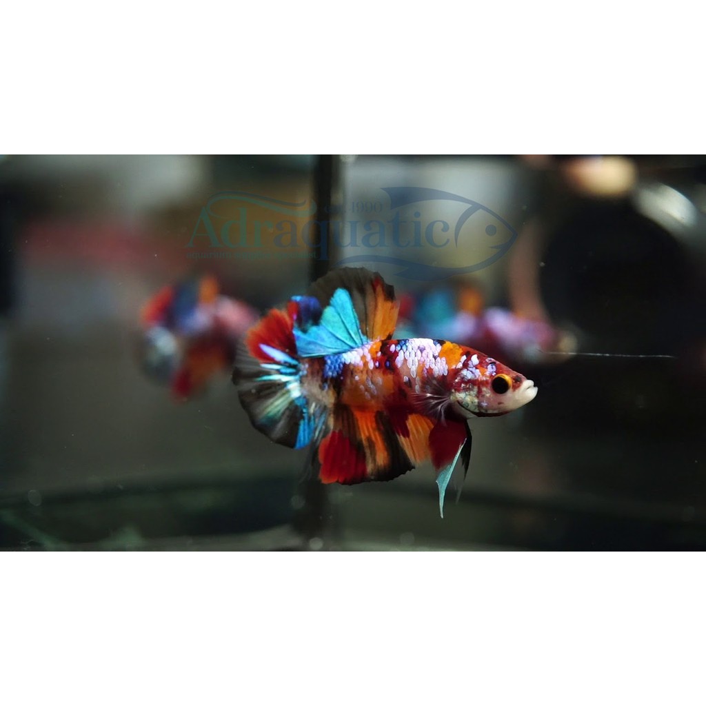 Jual (INSTANT BANDUNG) IKAN HIAS CUPANG MULTICOLOR MULTI COLOR BETTA ...