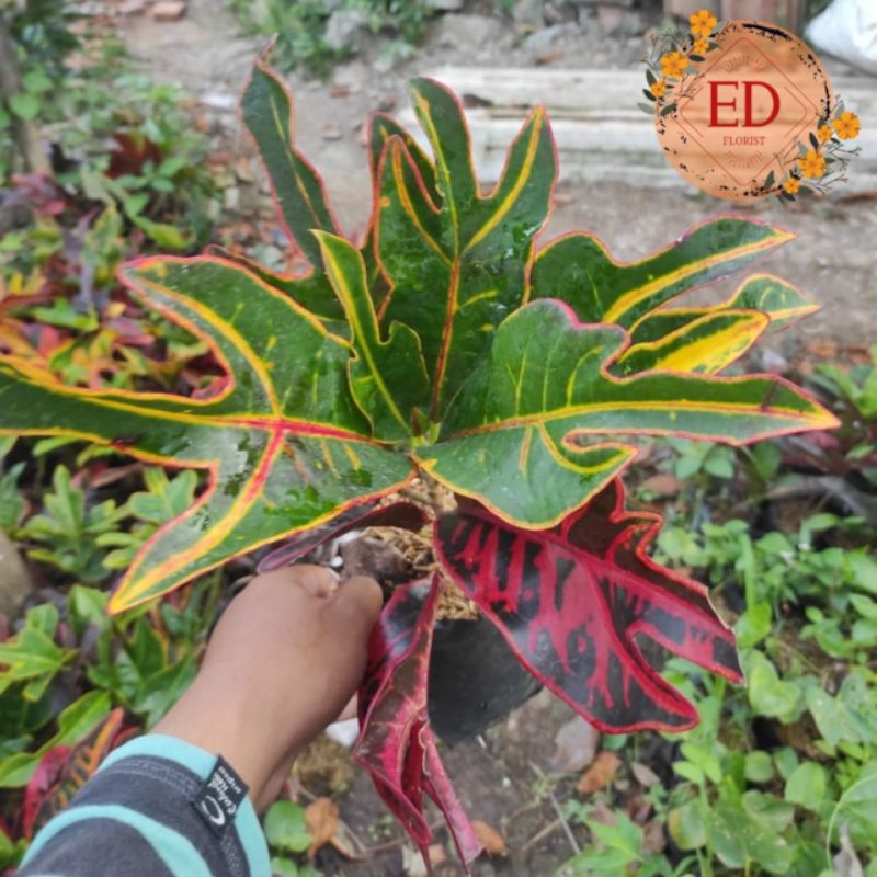 Jual PURING JET ( CODIAEUM VARIEGATUM) | Shopee Indonesia