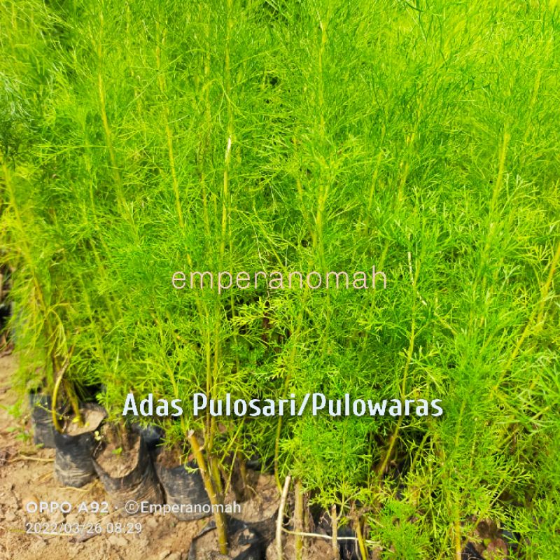 Jual Bibit Tanaman Herbal Adas Pulosari Bibit Adas Pulowaras | Shopee ...