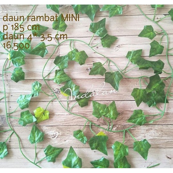 Jual Daun Rambat mini | Shopee Indonesia