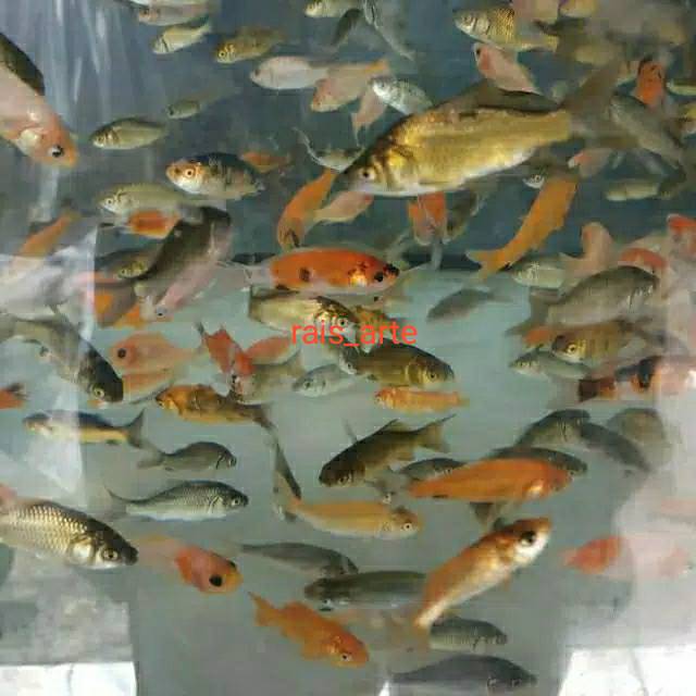 Jual baby ikan mas pakan ikan predator | Shopee Indonesia