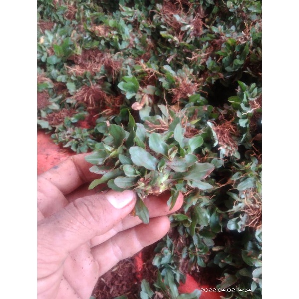 Jual RUMPUT GAJAH MINI PER 2 KG | Shopee Indonesia