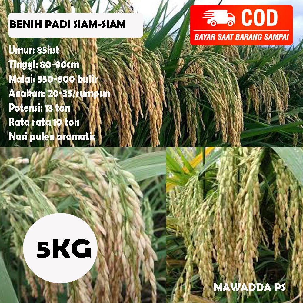 Jual Biji Padi Siam Siam Benih Padi 5 kg | Shopee Indonesia