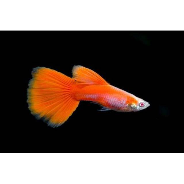Jual Ikan guppy albino full red | Shopee Indonesia