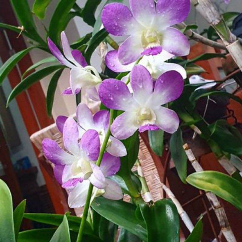 Jual anggrek dendrobium ARINDANG | Shopee Indonesia