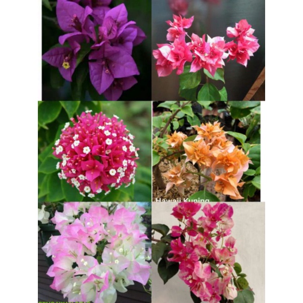 Jual promo termurah paket 6 pohon bunga bougenville/bugenfil/bugenvil 6 ...