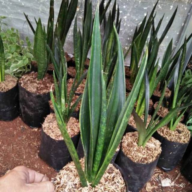 Jual tanaman hias sansivera hijau/Sansiviera Cylindrica/Sansivera mambo ...