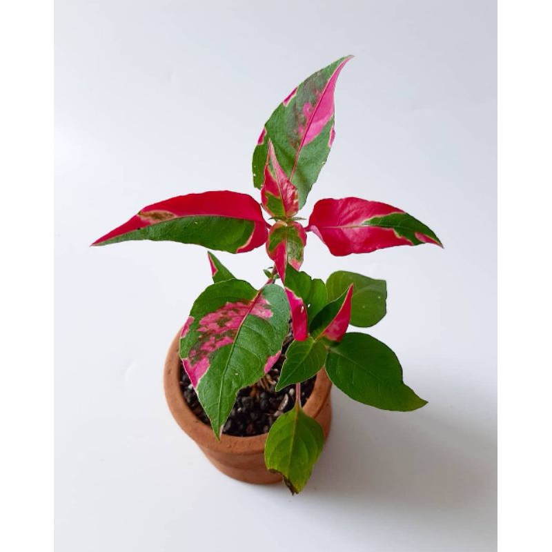 Jual Tanaman hias amoena pink / tanaman hias miana / tanaman miana ...