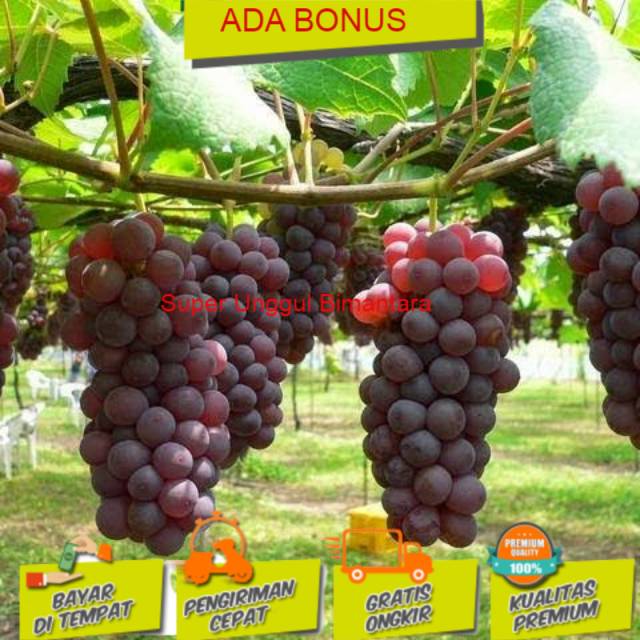 Jual paket 4 bibit tanam buah benih Bibit anggur merah import | Shopee ...