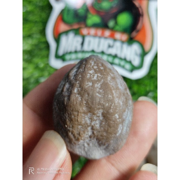 Jual MUNCANG ADU JAWA ARIN SI BULDOZER | Shopee Indonesia