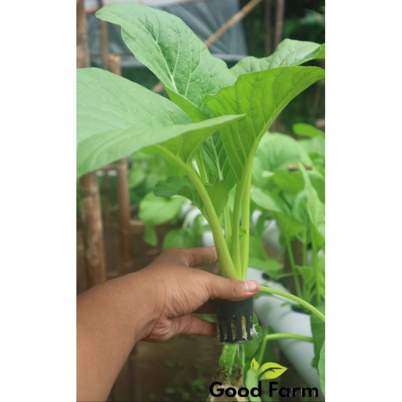Jual BENIH SAWI CAISIM | SAWI MI AYAM | KEMASAN EKONOMIS | Shopee Indonesia