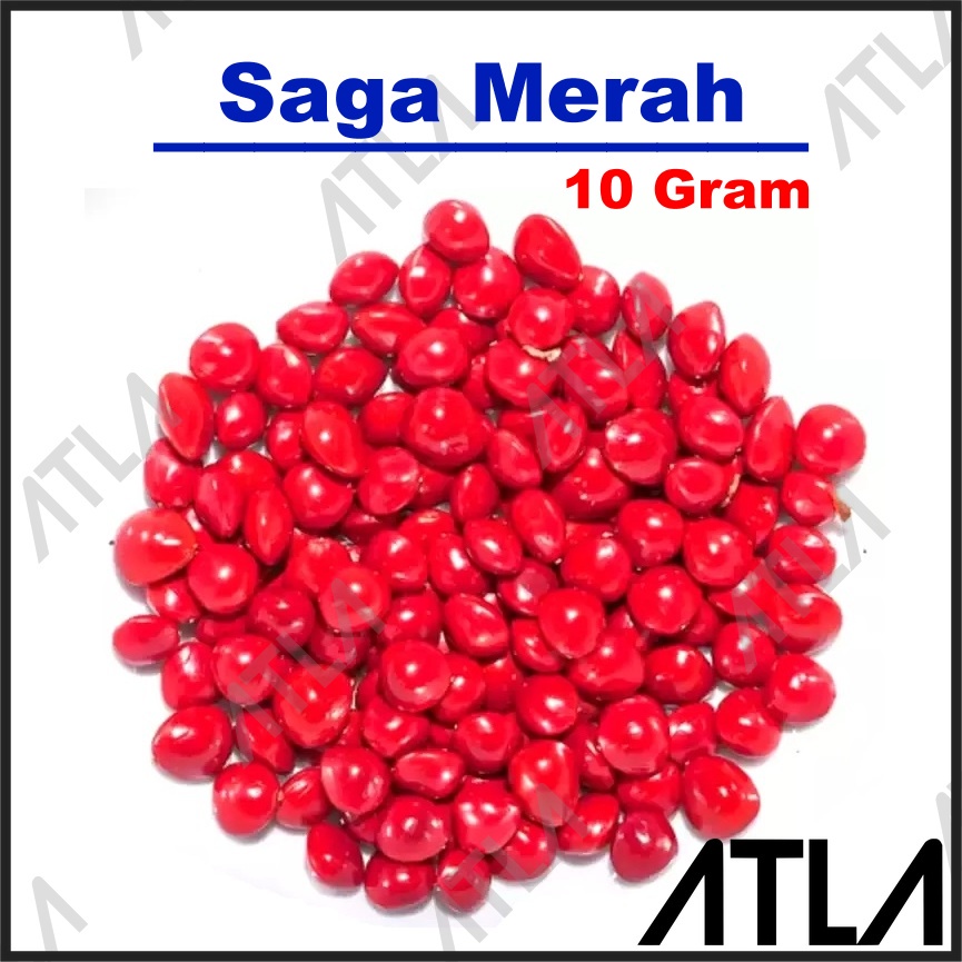 Jual Benih Saga Merah 10 gram Bibit Tanaman Biji Saga Pohon Buah Herbal ...