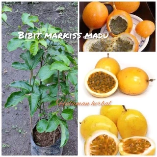 Jual bibit markisa Harga Terbaik & Termurah Mei 2024 | Shopee Indonesia