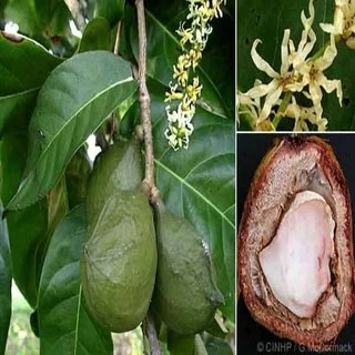 Jual Buah Gayam Terlengkap & Harga Terbaru Juni 2024 | Shopee Indonesia