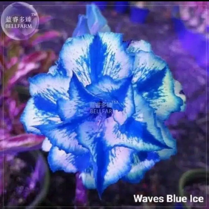 Jual adenium waffles blue ice (tanaman hidup bunga hidup cantik cantik ...