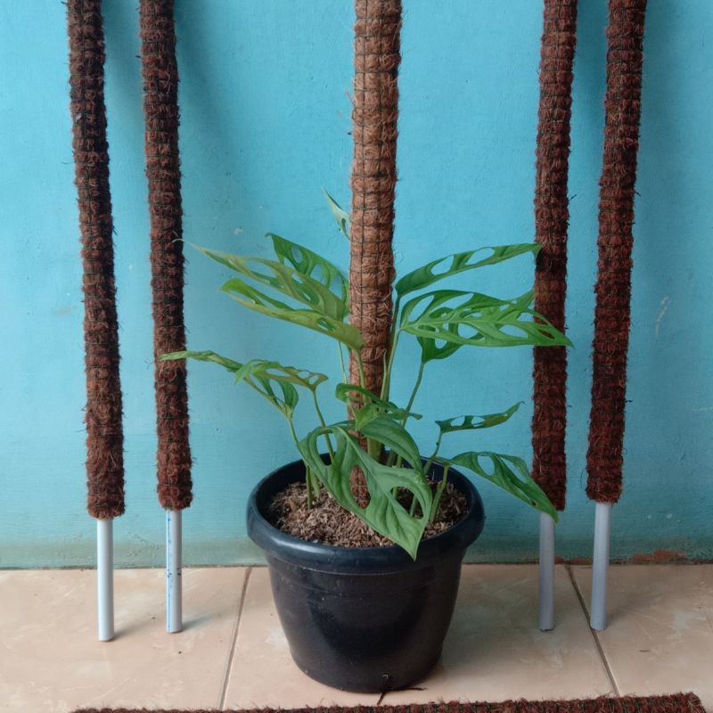 Jual Turus sabut kelapa untuk penyangga tanaman hias rambat ukuran ...