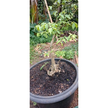 Jual bonsai anting putri batang besar tinggi 50cm tanaman hias | Shopee ...