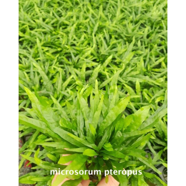 Jual Microsorum Pteropus Java Fern Kadaka | Shopee Indonesia