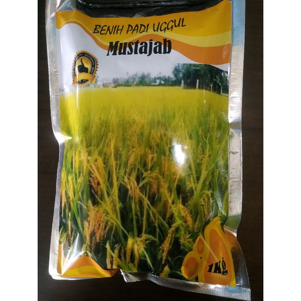 Jual Benih padi Mustajab premium 1 kg | Shopee Indonesia