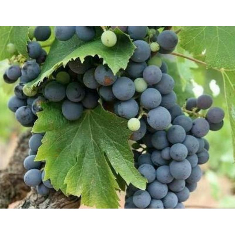 Jual Bibit Anggur( CAROLINE BLACK ROSE ) | Shopee Indonesia