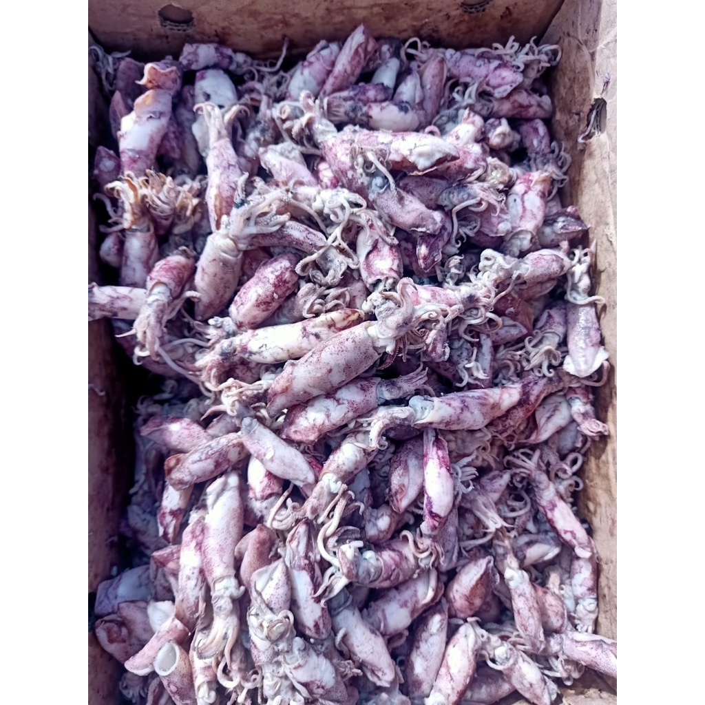 Jual Ikan asin 250 gram baby cumi peda merah peda putih gabus laut ...
