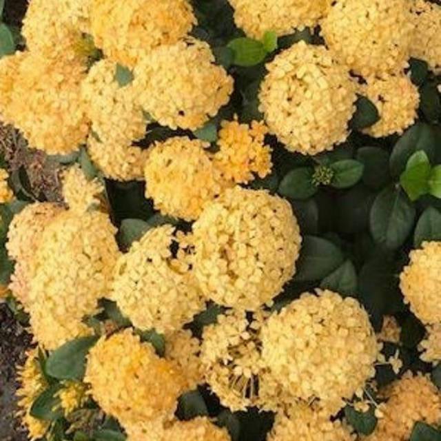 Jual Tanaman hias bunga asoka / soka warna kuning ( Dwarf yellow Ixora ...